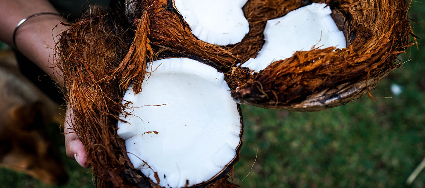 Health Benefits of Coconuts | Liquid Health — Liquid Health